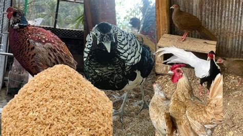 শৌকীন মুরগি ফার্ম Shaukeen Murgi Form Fancy Chicken Kolkata Silky Police Cop Columbia Light