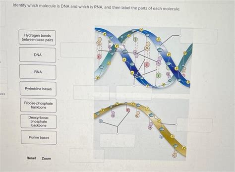 Solved Identify Which Molecule Is Dna And Which Is Rna