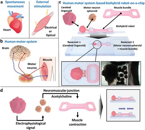 Schematic Illustration Of The Human Motor System‐based Biohybrid