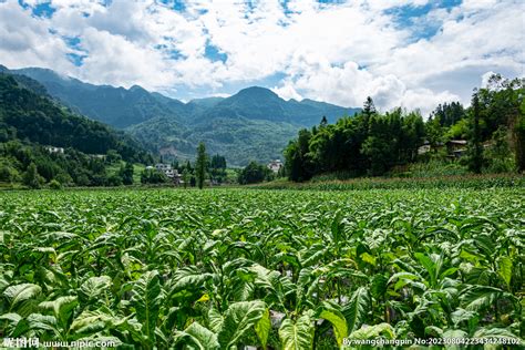 烟草种植摄影图 田园风光 自然景观 摄影图库 昵图网