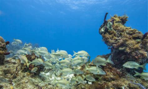 Top 5 Places To Visit When In Key West Florida Travelalerts