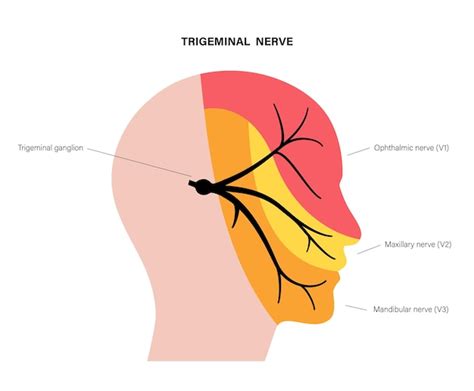 Premium Vector Trigeminal Nerve Diagram