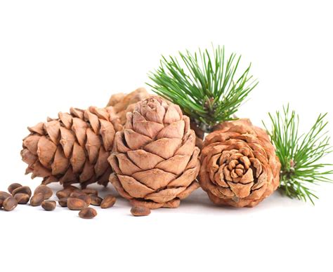 Кедровые орехи очищенные купить в интернет магазине Хвоежный