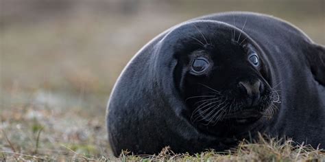 Rare Black Seal Pups Spotted At Blakeney Norfolk