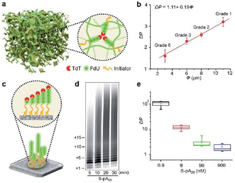 A Schematic Representation Of Paper Based Tdt Polymerization In The Download Scientific