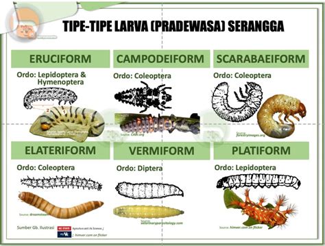 Heri Sunarko On Linkedin Tipe Tipe Larva Fase Pradewasa Serangga