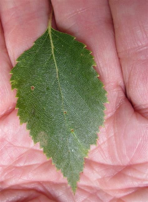 Leaf Triangular Tree Guide Uk Tree Id By Triangular Leaf