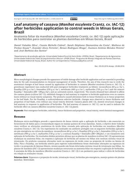 Pdf Leaf Anatomy Of Cassava Manihot Esculenta Crantz Cv Iac 12 After Herbicides