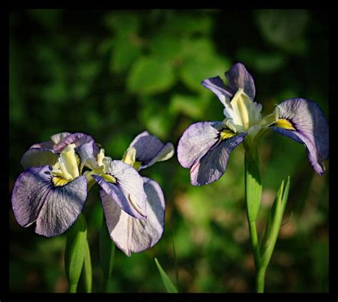 Iris Pseudata Tsukiyono Glass Garden Garden Glass Art