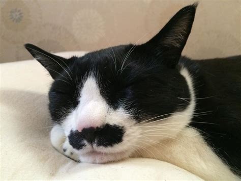 토리랑 배추랑 뽀뽀 한 번 했다고 그런 인간말종 보는 표정으로 쳐다보지 말아줄래 ㅠ