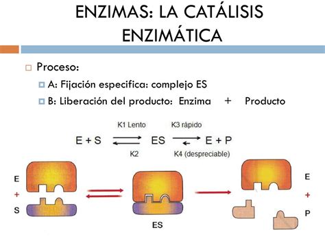 Ppt Tema 5 Biocatalizadores Enzimas Powerpoint Presentation Free