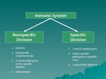 Anatomy Physiology Unit 14 Lecture Notes Immunity TPT