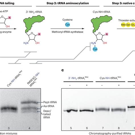 Structure Of The 70s Ribosome In Complex With Fmseac Peptidyl Trna A B Download Scientific