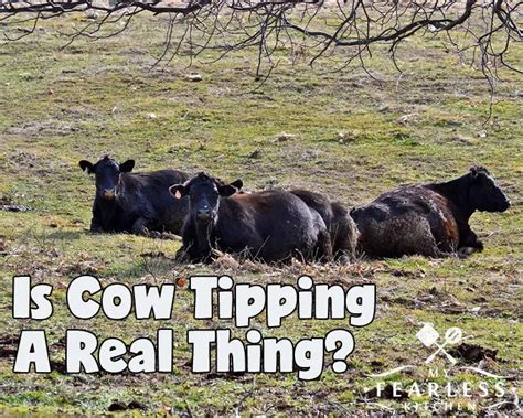 Is Cow Tipping A Real Thing My Fearless Kitchen
