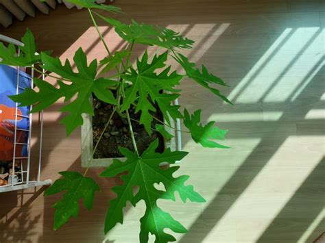 파파야나무에 붙은 이건 뭘까요 지식in