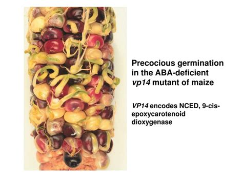 PPT Biol 352 Lecture 9 Abscisic Acid Roles In Seed Dormancy And