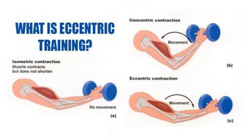 What Is Eccentric Training Eccentric Contraction Resistance Training Workouts Isometric