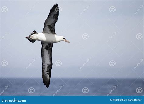 Laysan Albatross Phoebastria Immutabilis Wings Widespread Stock Image