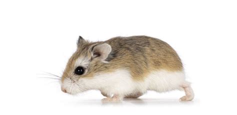 Chomik Roborowskiego Informacje O Gatunku Zwierzaki