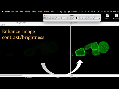 Imagej Measuring Fluorescence Intensity Fluorescence Analysis With