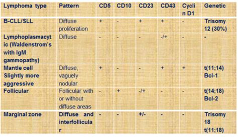 LAB WBC Disorders Lec Furlong Pathology Flashcards Quizlet