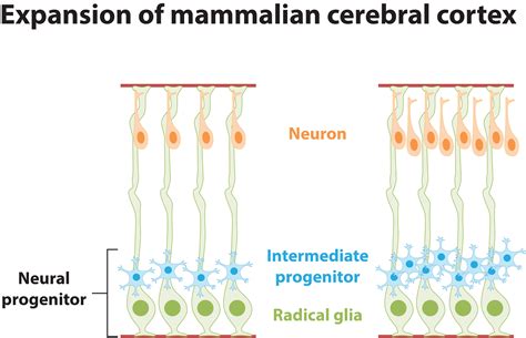 Ip Lab Neural Development And Circuit Assembly