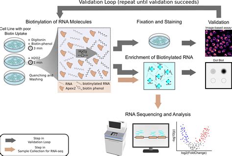 Apex2 Rna Proximity Labeling In Mammalian Cell Lines With Low Biotin Permeability