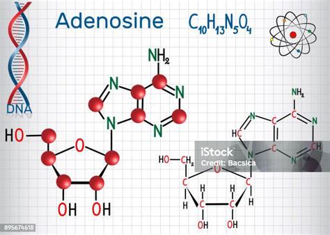 아데노신purine Nucleoside 분자 Atp Adp의 중요 한 부분 캠프 Rna Dna 종이 한 장에 0명에 대한 스톡