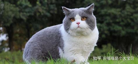 英短”和 美短”哪个好？养了才知道，区别很大 知乎