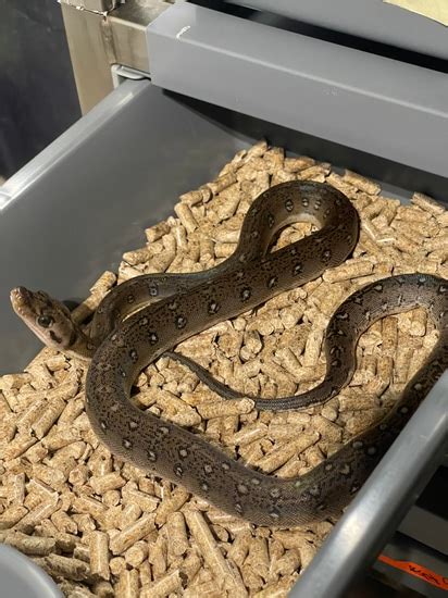 Motley Anthrax 66 Het Purple Reticulated Python By Boc