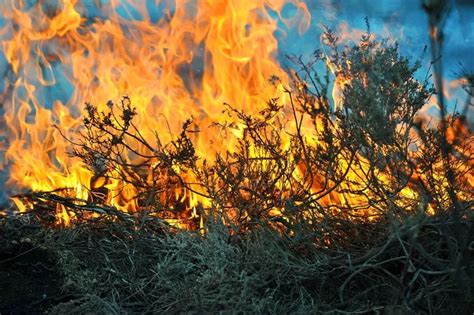 Camberley heathland fire engulfs two hectares - Surrey Live