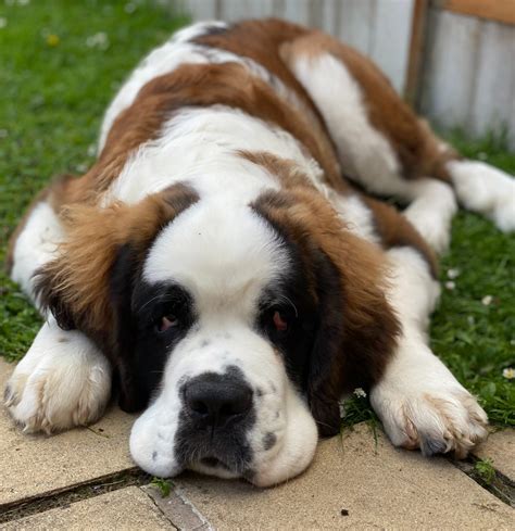 Gastropexy Bentons Road Vet