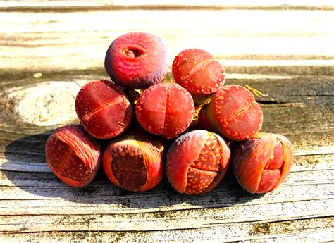 Lithops Aucampiae Ruby Red Exotic Lithops Plant Rusty Red Etsy