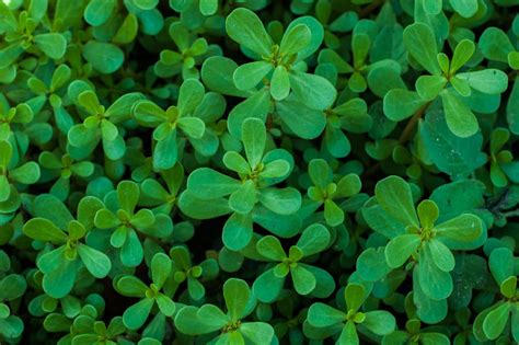 California Weeds Identification Guide 2023 The Gardening Dad
