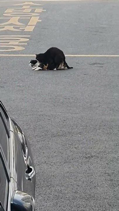 고양이 Sex Y Youtube