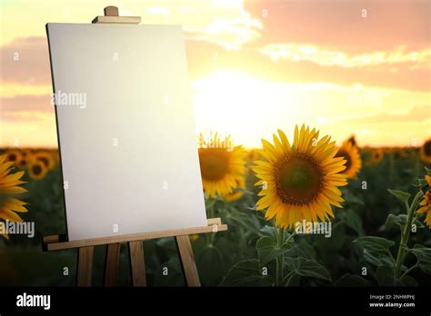 Wooden Easel With Blank Canvas In Field With Yellow Sunflowers At Sunset Space For Text Stock