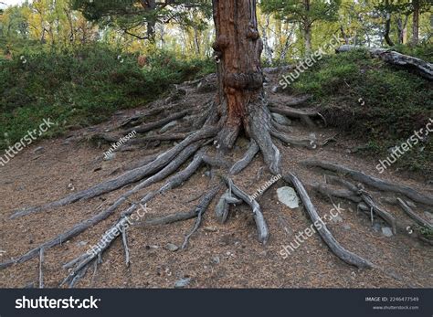 Best Exposed Large Root System Royalty Free Images Stock Photos Pictures Shutterstock