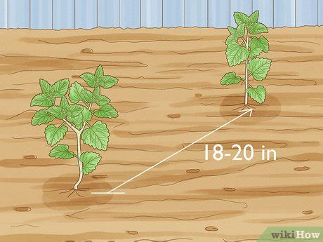 How To Grow Catnip 11 Steps With Pictures WikiHow