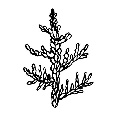 무료로 다운로드 가능한 톳 벡터 And 일러스트 Freepik