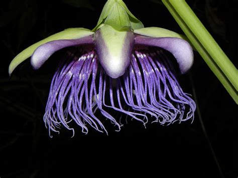 Passiflora Quadrangularis L Vascular Plants Of The Osa Pe… Flickr