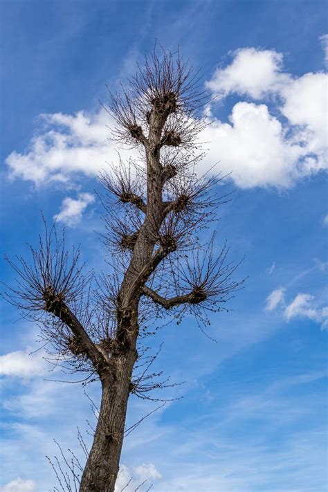 Low Angle Perspective Of A Jagged Trunk With Slender Branches And Leafless Of Pollard Willow