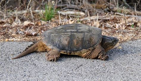 Injured Snapping Turtle Returns To Wild After Being Run Over By A Car