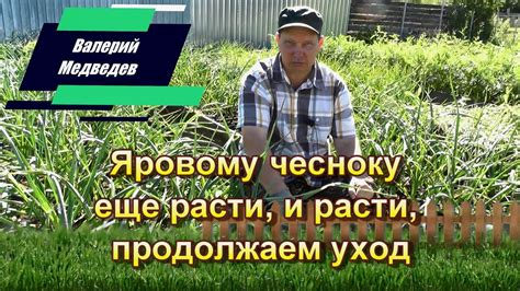 Яровому чесноку еще расти, и расти, продолжаем уход - YouTube