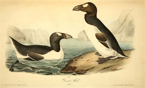 Great Auk History Habitat Extinct And Facts Britannica