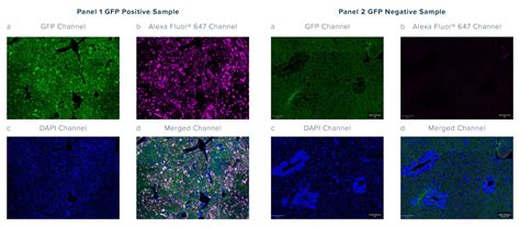 Imaging With Anti Gfp Antibodies Jackson Immunoresearch