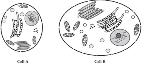 Cell Size Activity Diagram Quizlet