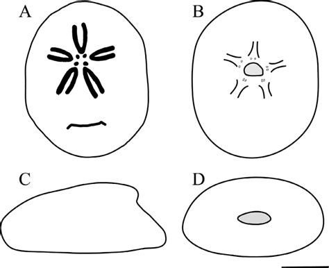 Figure 1 In Rediscovery And Redescription Of Cassidulus Infidus Echinoidea Cassidulidae From