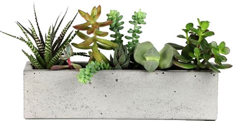 300 Planter Png Images