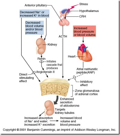 Difference Between Adrenal Gland And Pituitary Gland Bikesjaf