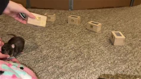 My Smart Pet Rat Olive Practicing Scent Work Wboxes She Has To Find